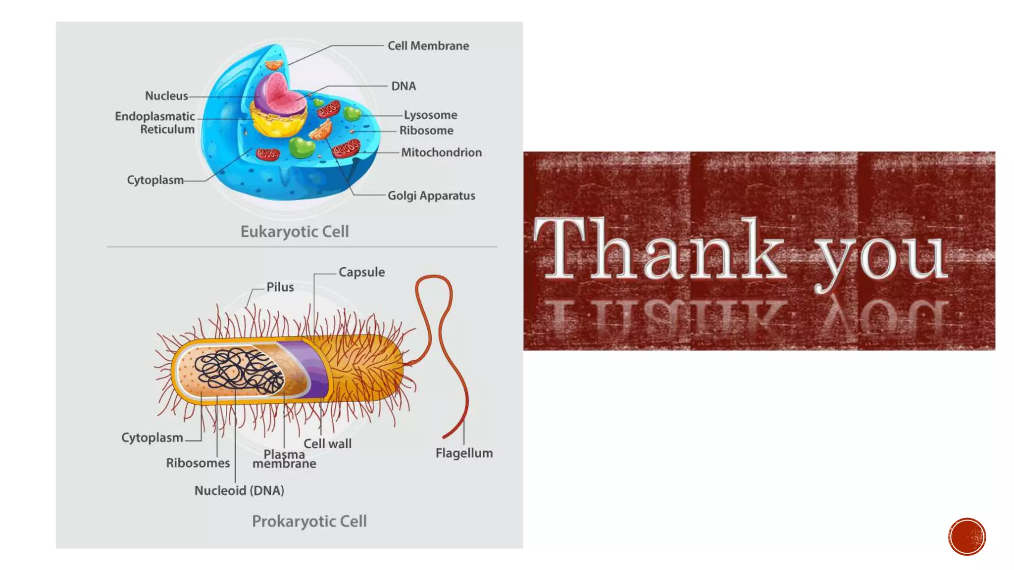 Prokaryotes and eukaryotes | PPTX
