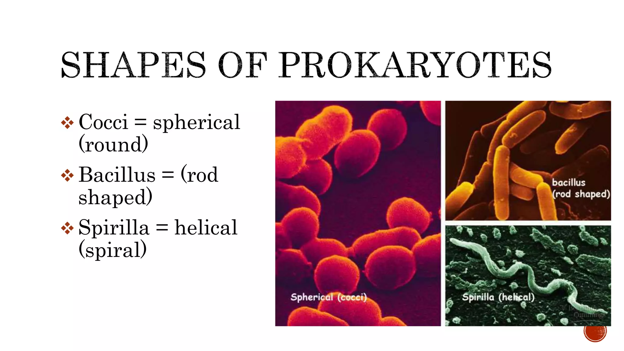 Prokaryotes and eukaryotes | PPTX