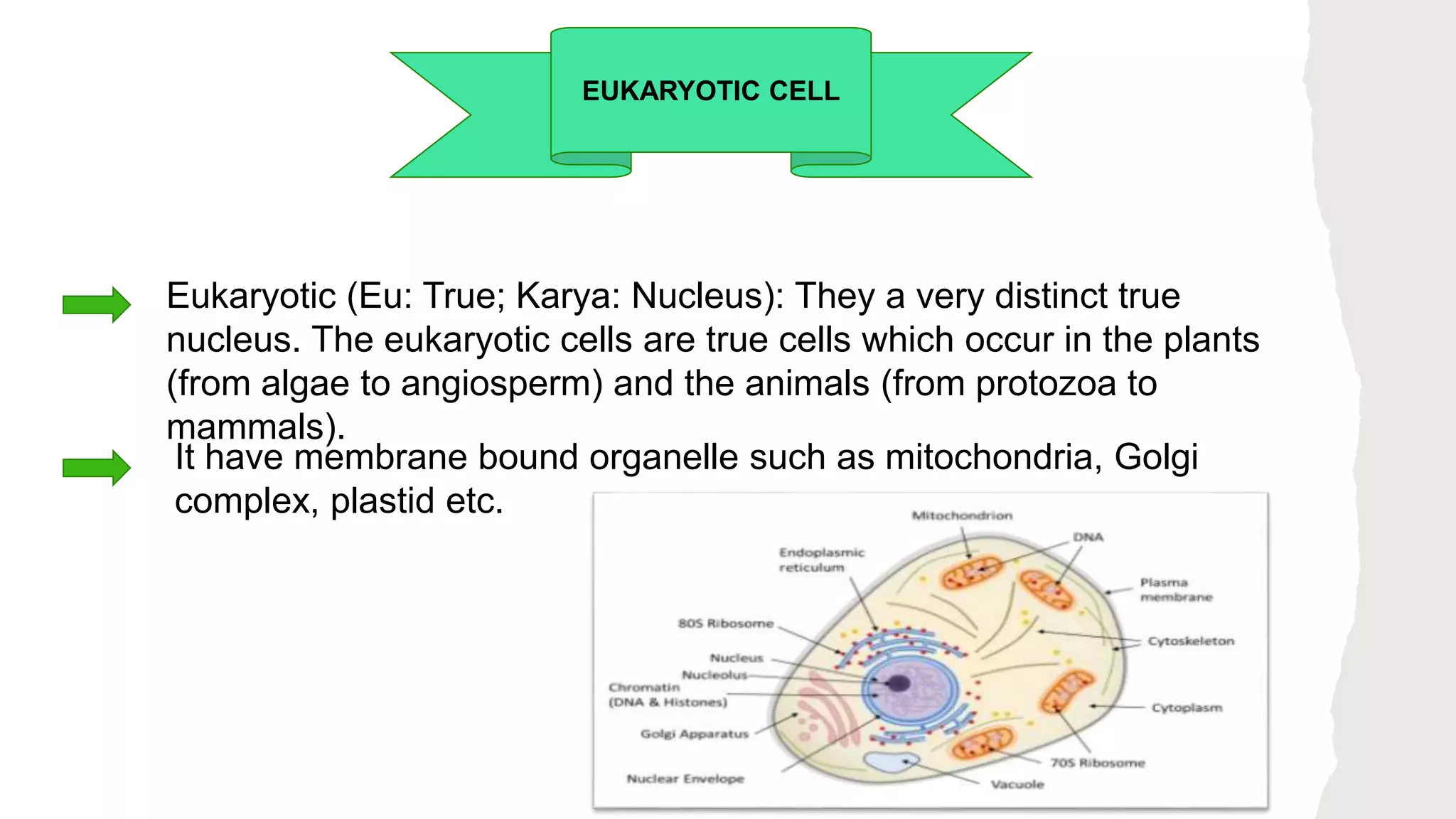 STRUCTURE OF PROKARYOTES AND EUKARYOTES | PPTX