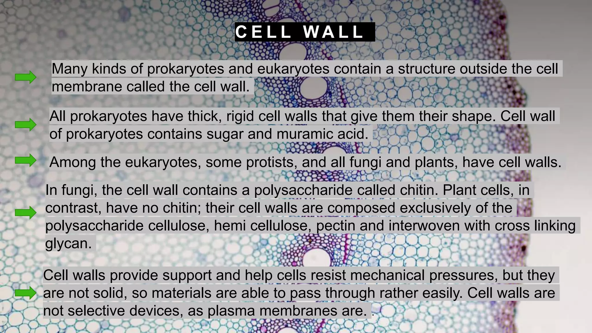 STRUCTURE OF PROKARYOTES AND EUKARYOTES | PPTX