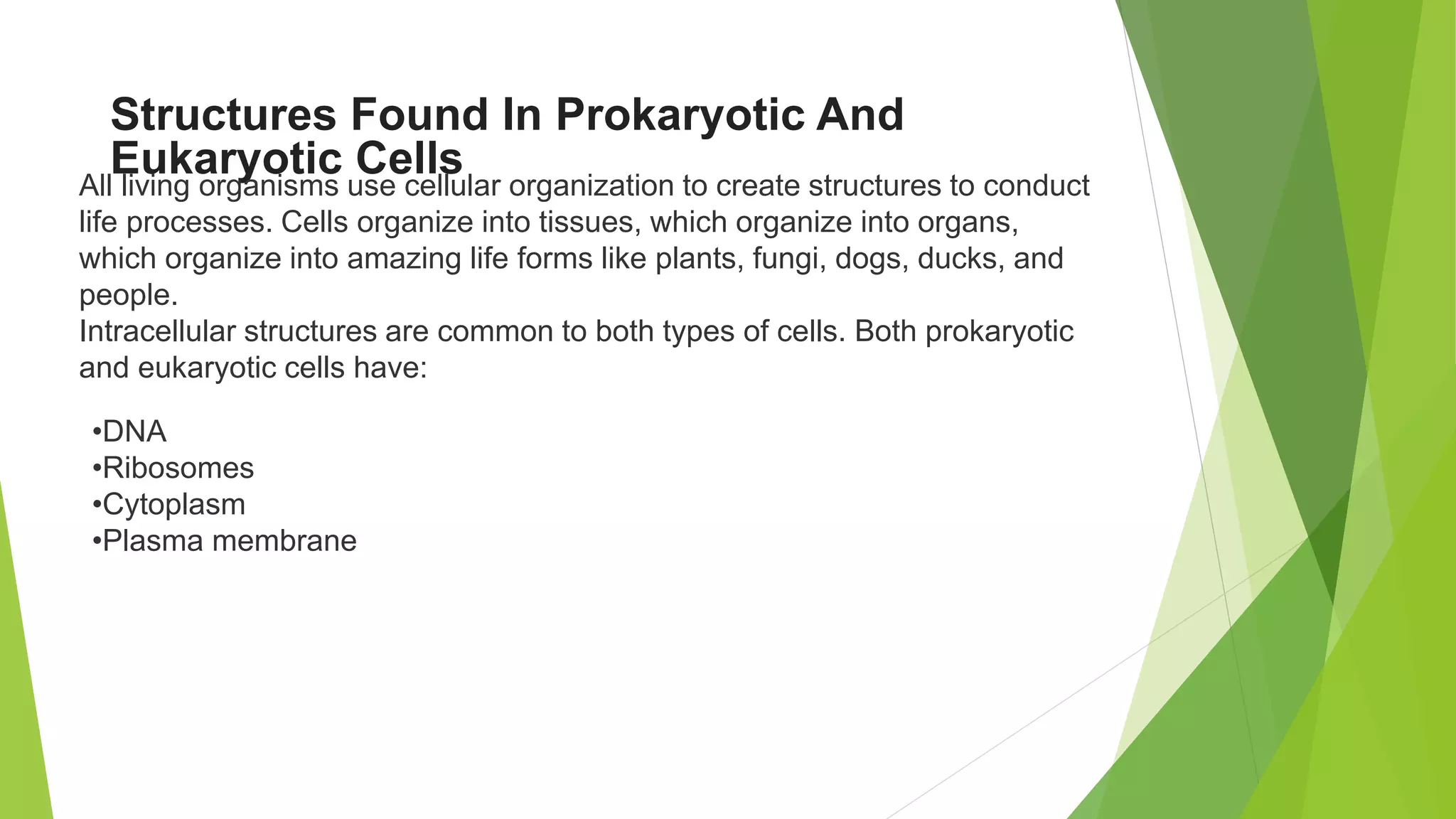 prokaryotes and eukaryotes.pptx