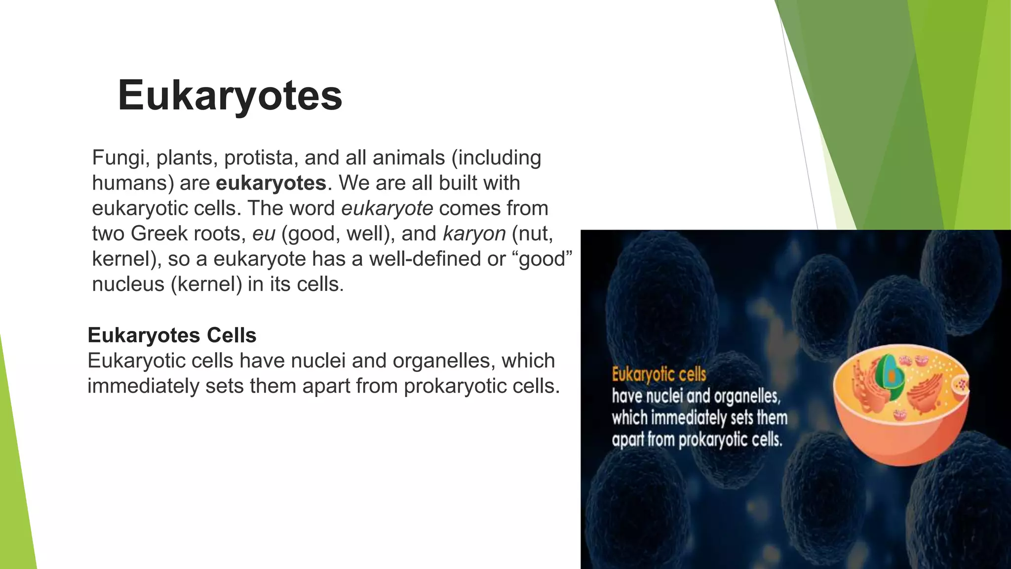 prokaryotes and eukaryotes.pptx