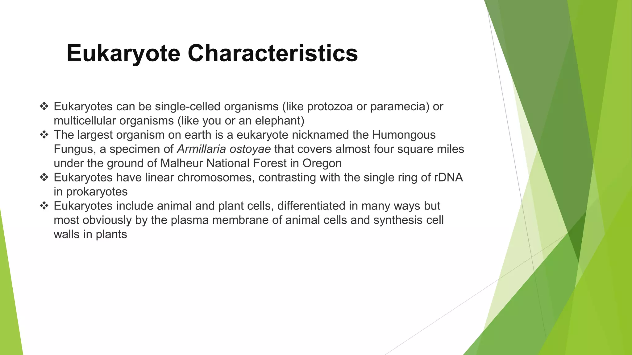 prokaryotes and eukaryotes.pptx
