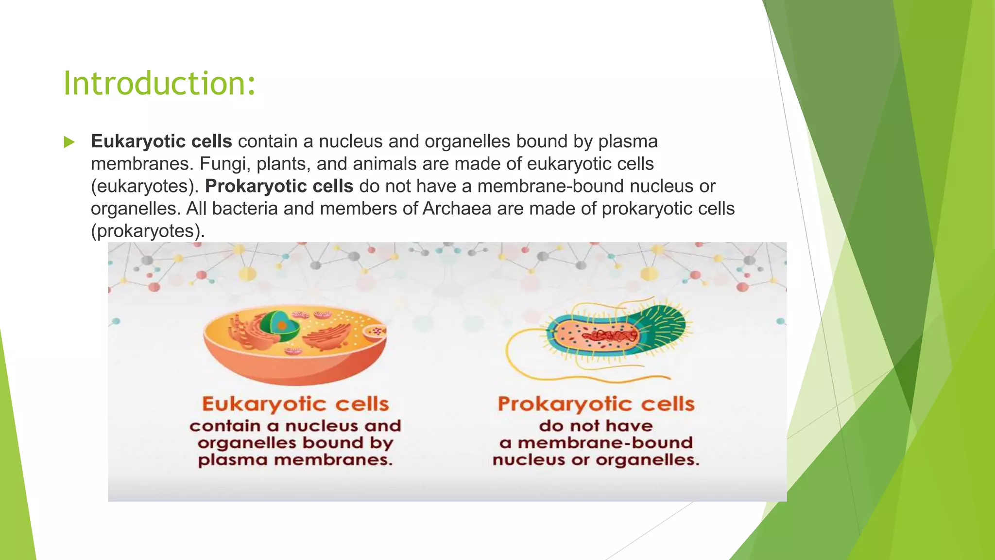 prokaryotes and eukaryotes.pptx