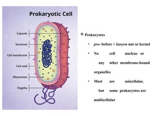 prokaryotes and eukaryotes cell and organisms | PPTX