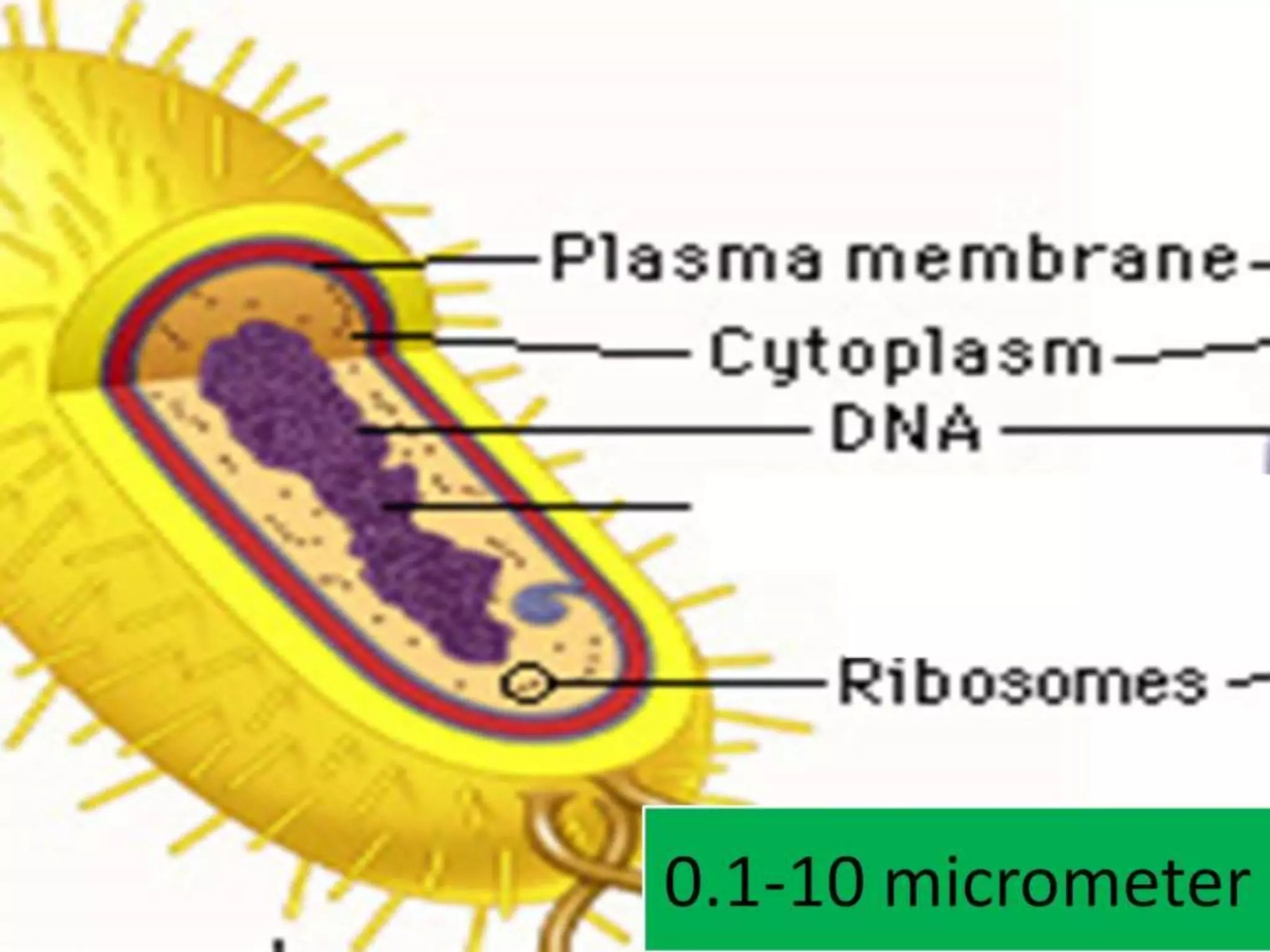 Prokaryotes and eukaryotes AND plant and animal cell | PPTX