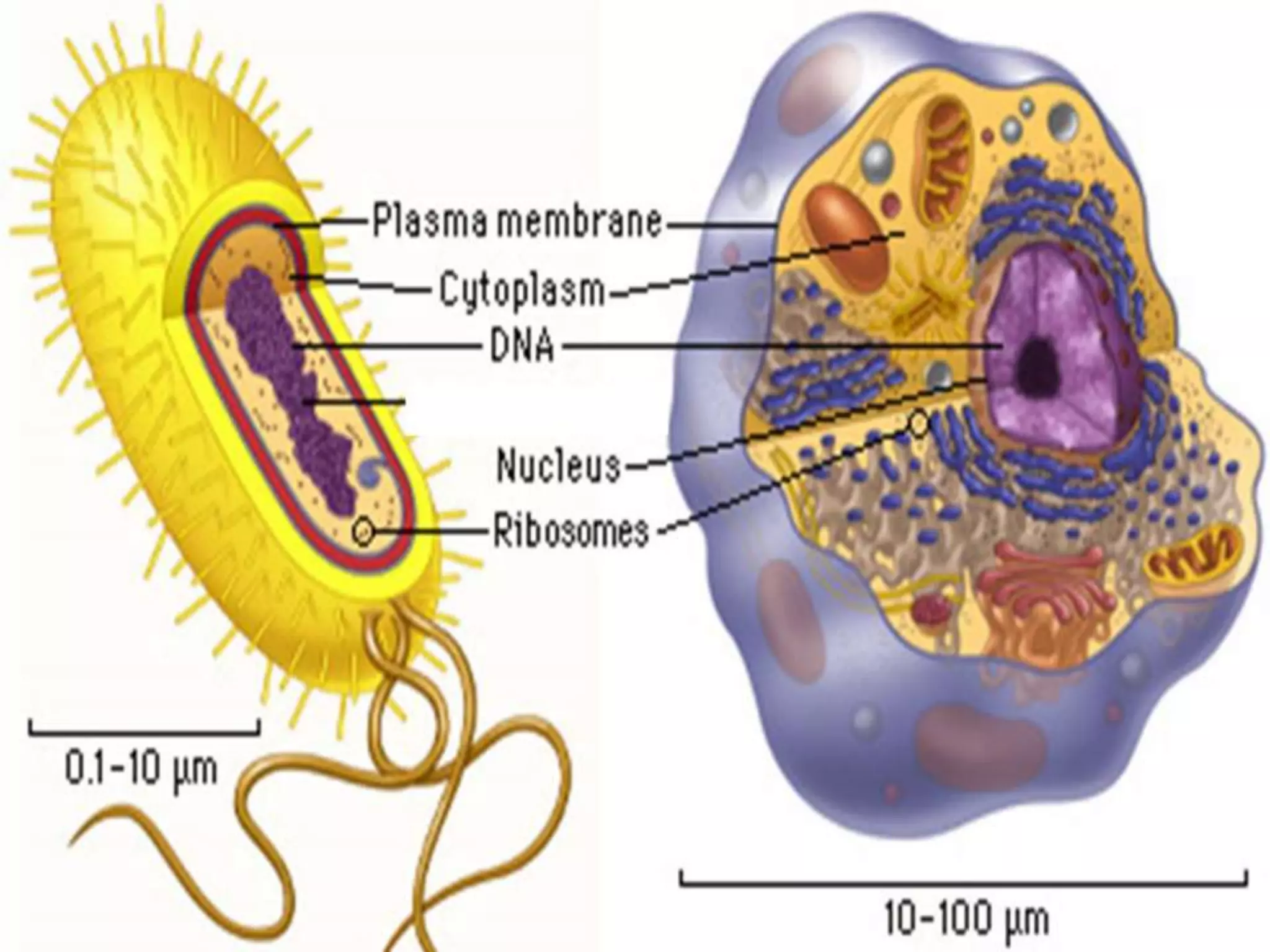 Prokaryotes and eukaryotes AND plant and animal cell | PPTX