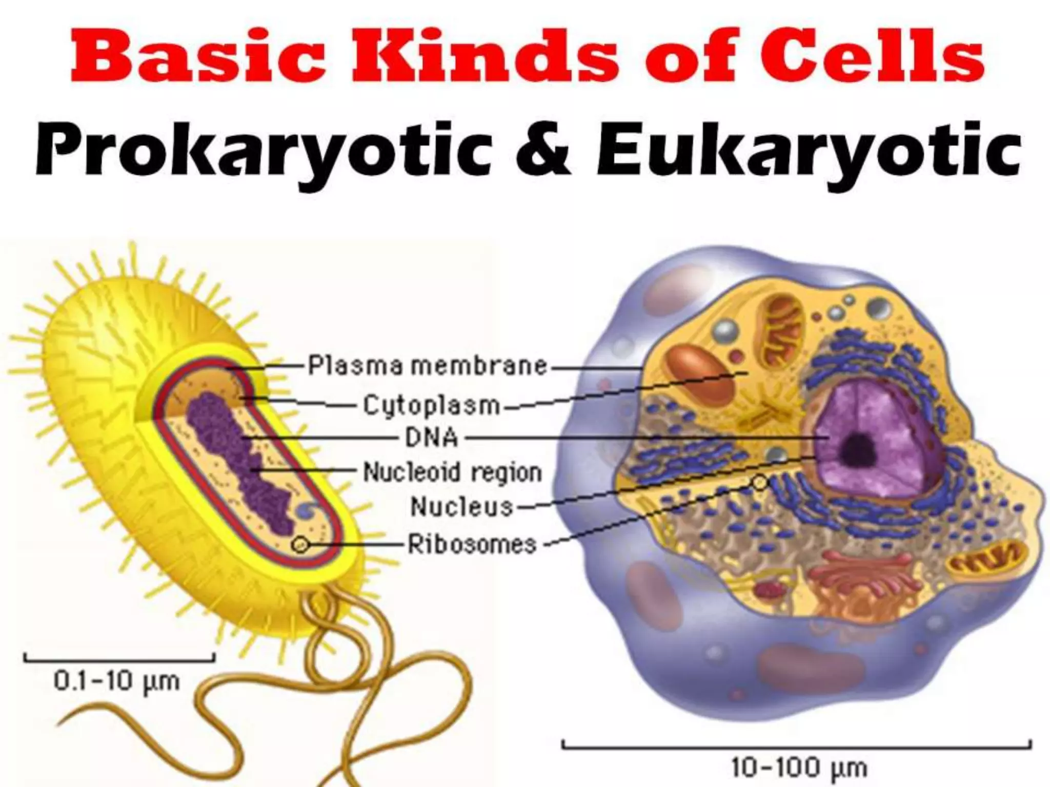 Prokaryotes and eukaryotes AND plant and animal cell | PPTX