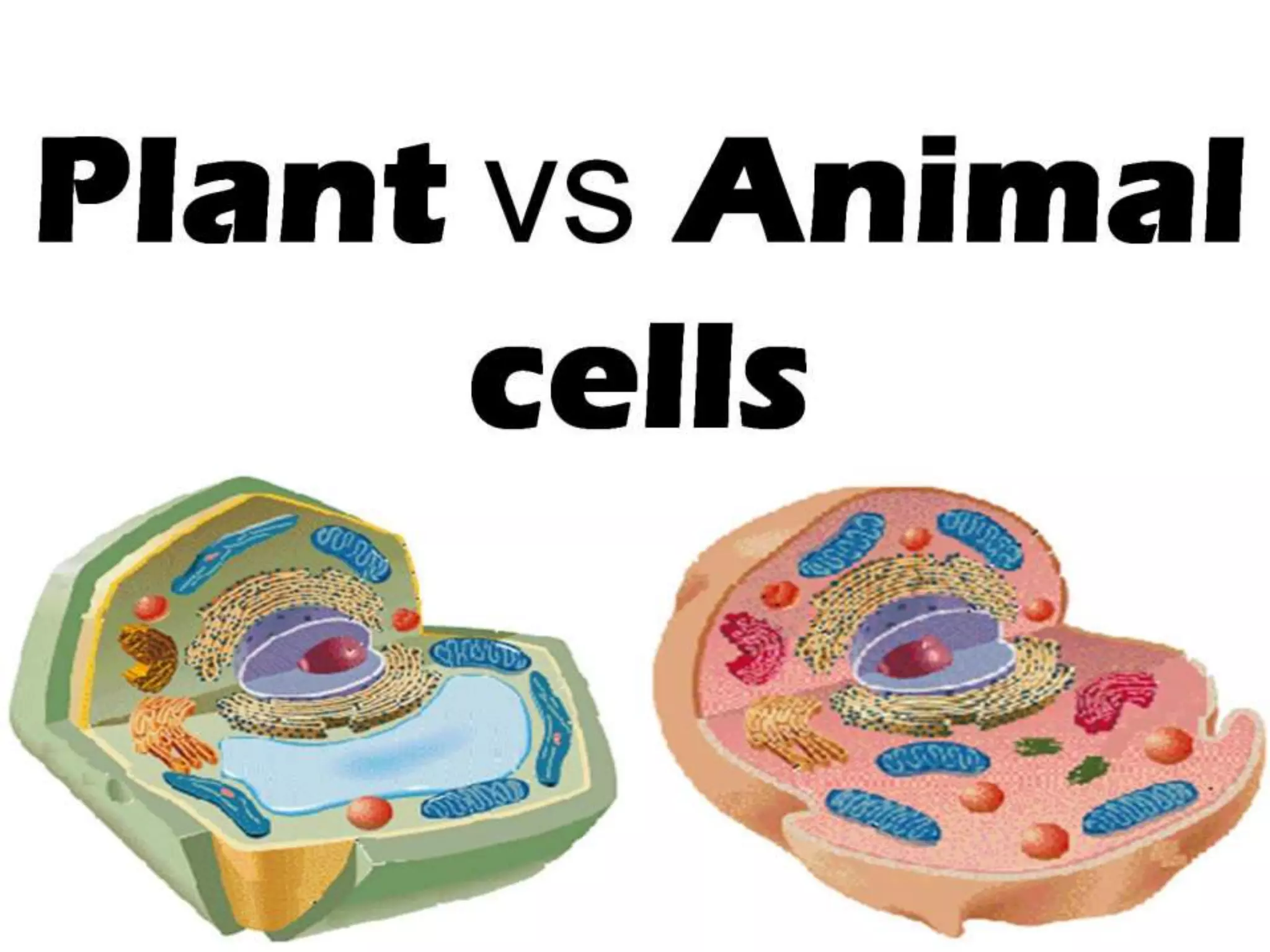Prokaryotes and eukaryotes AND plant and animal cell | PPTX