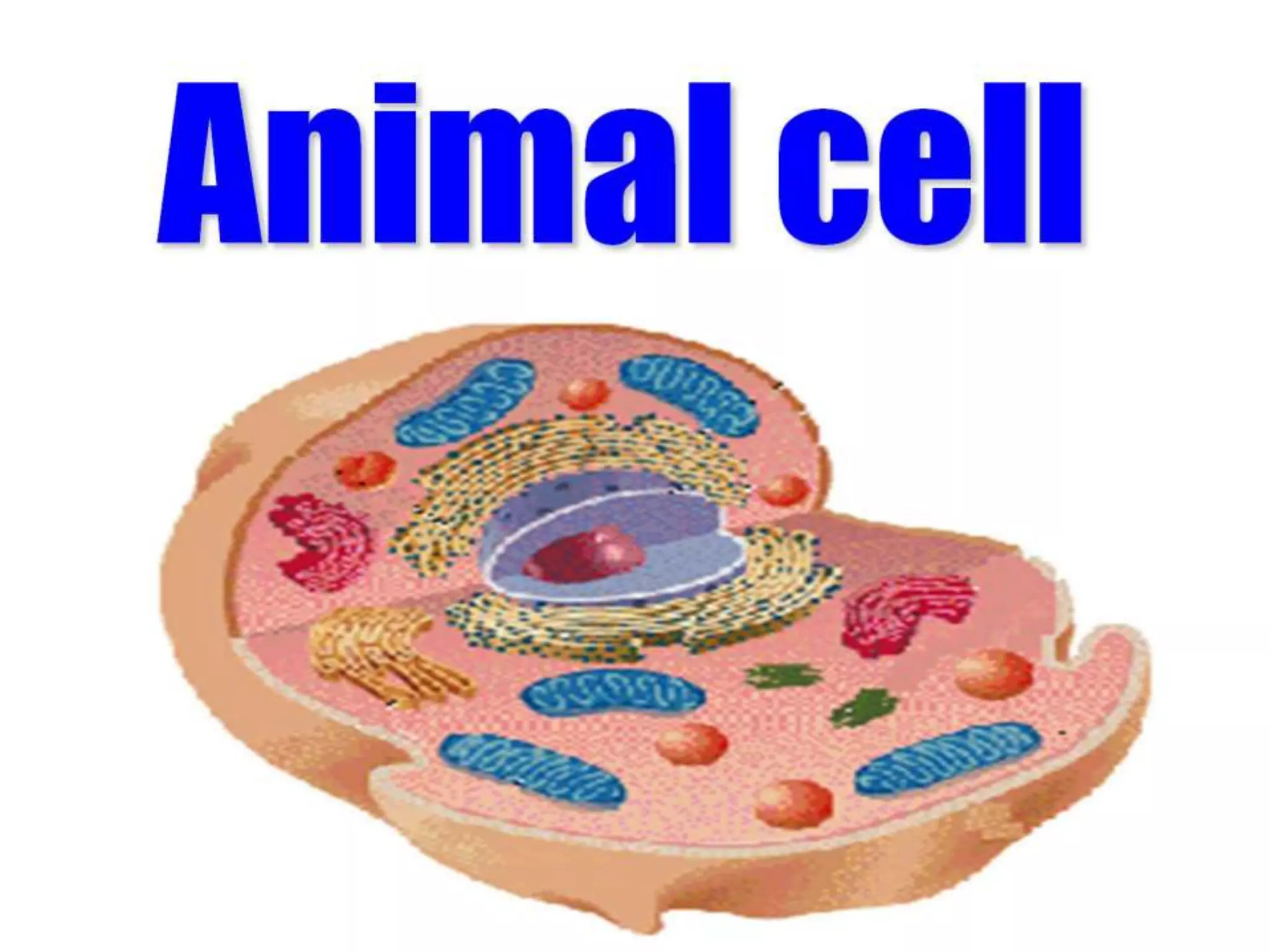 Prokaryotes and eukaryotes AND plant and animal cell | PPTX