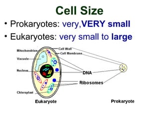 Prokaryotes and eukaryotes key | PPT
