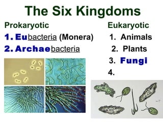 Prokaryotes and eukaryotes key | PPT