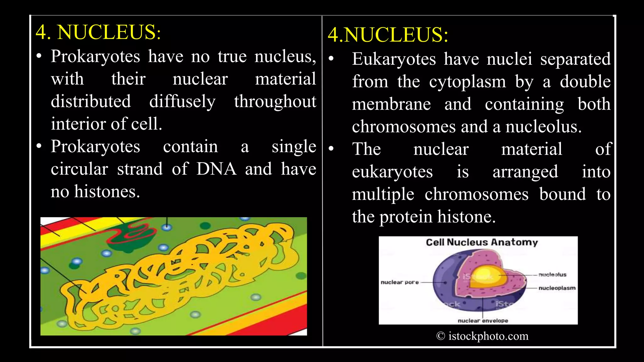 Prokaryotes and eukaryotes powerpoint | PPT