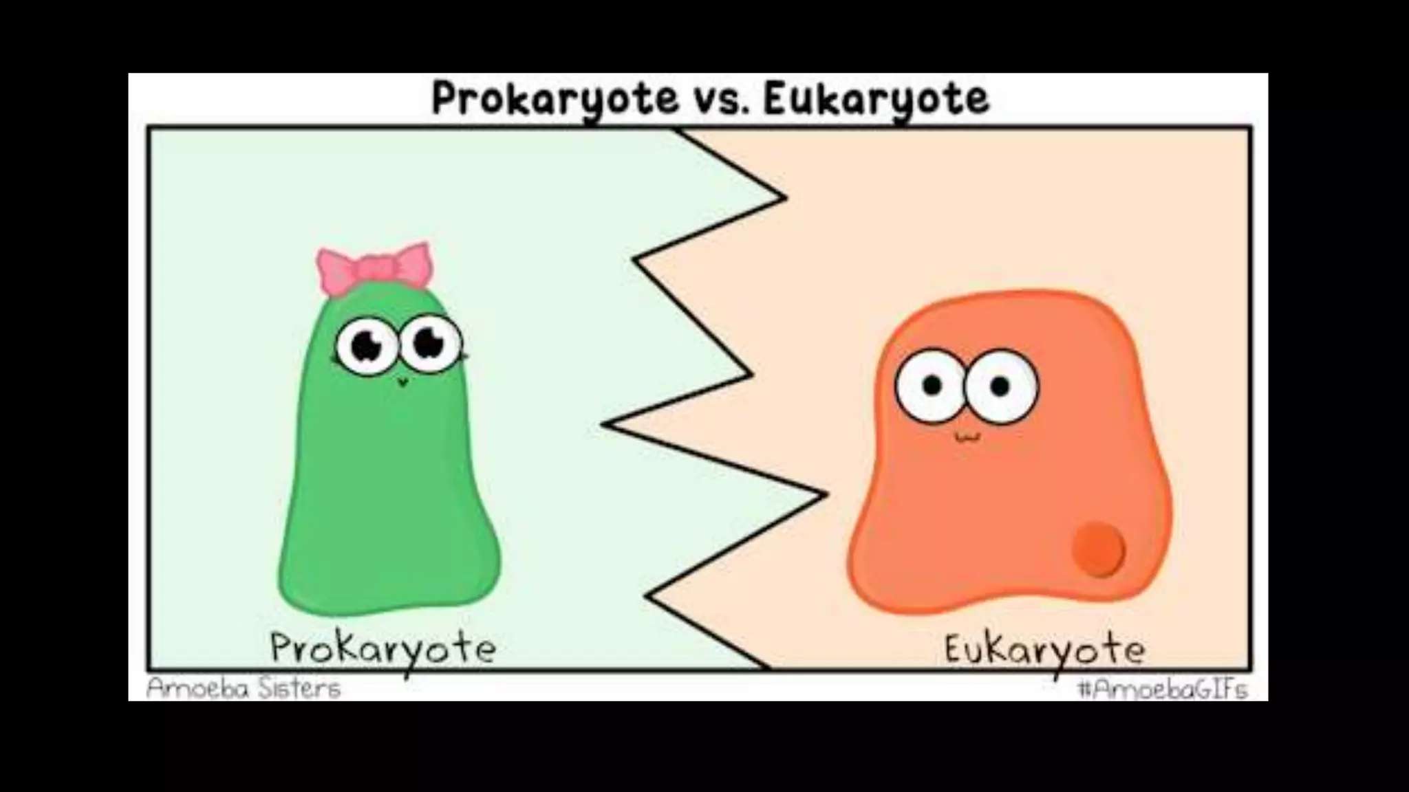 Prokaryotes and eukaryotes powerpoint | PPT