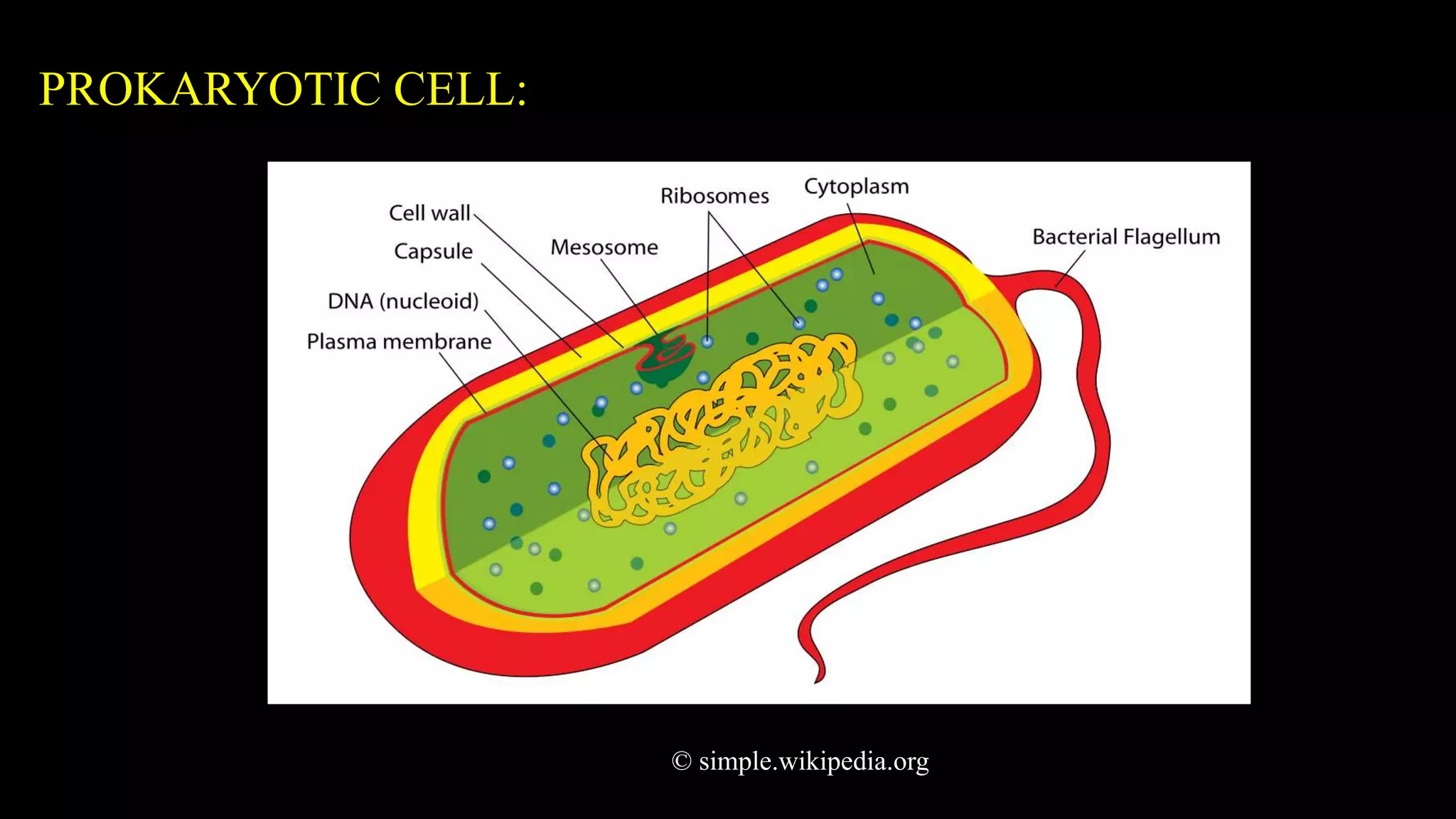 Prokaryotes and eukaryotes powerpoint | PPT