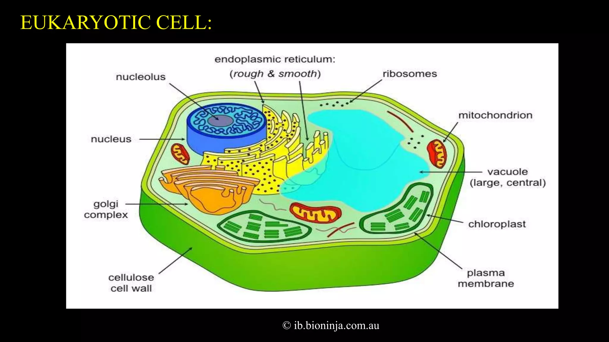 Prokaryotes And Eukaryotes Powerpoint Ppt 8829