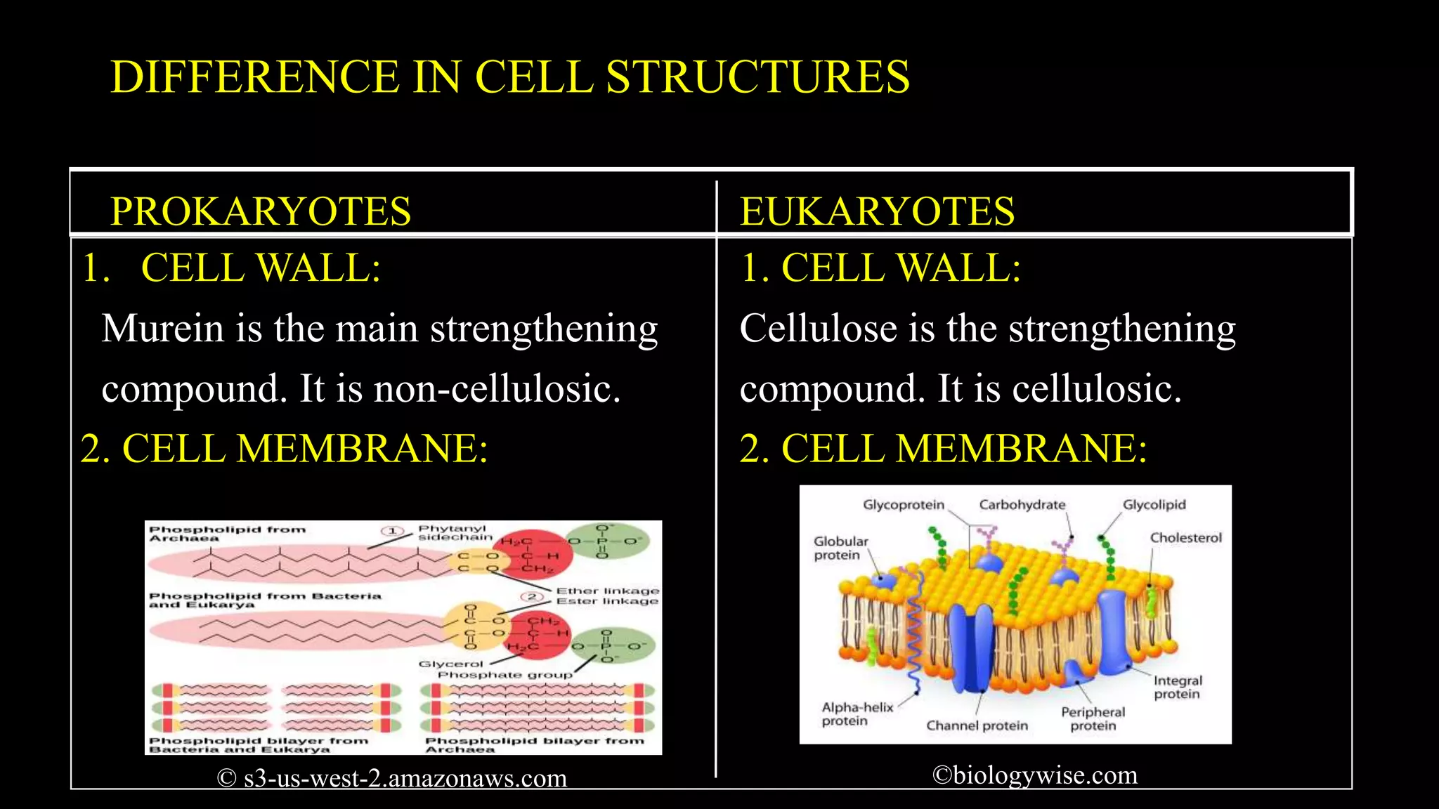 Prokaryotes and eukaryotes powerpoint | PPT