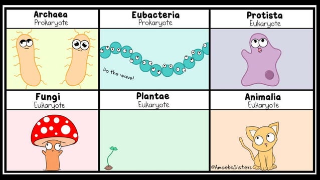 Prokaryotes and eukaryotes powerpoint | PPT | Biological Sciences | Science