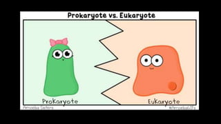 Prokaryotes and eukaryotes powerpoint | PPT