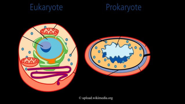 Prokaryotes and eukaryotes powerpoint | PPT | Biological Sciences | Science