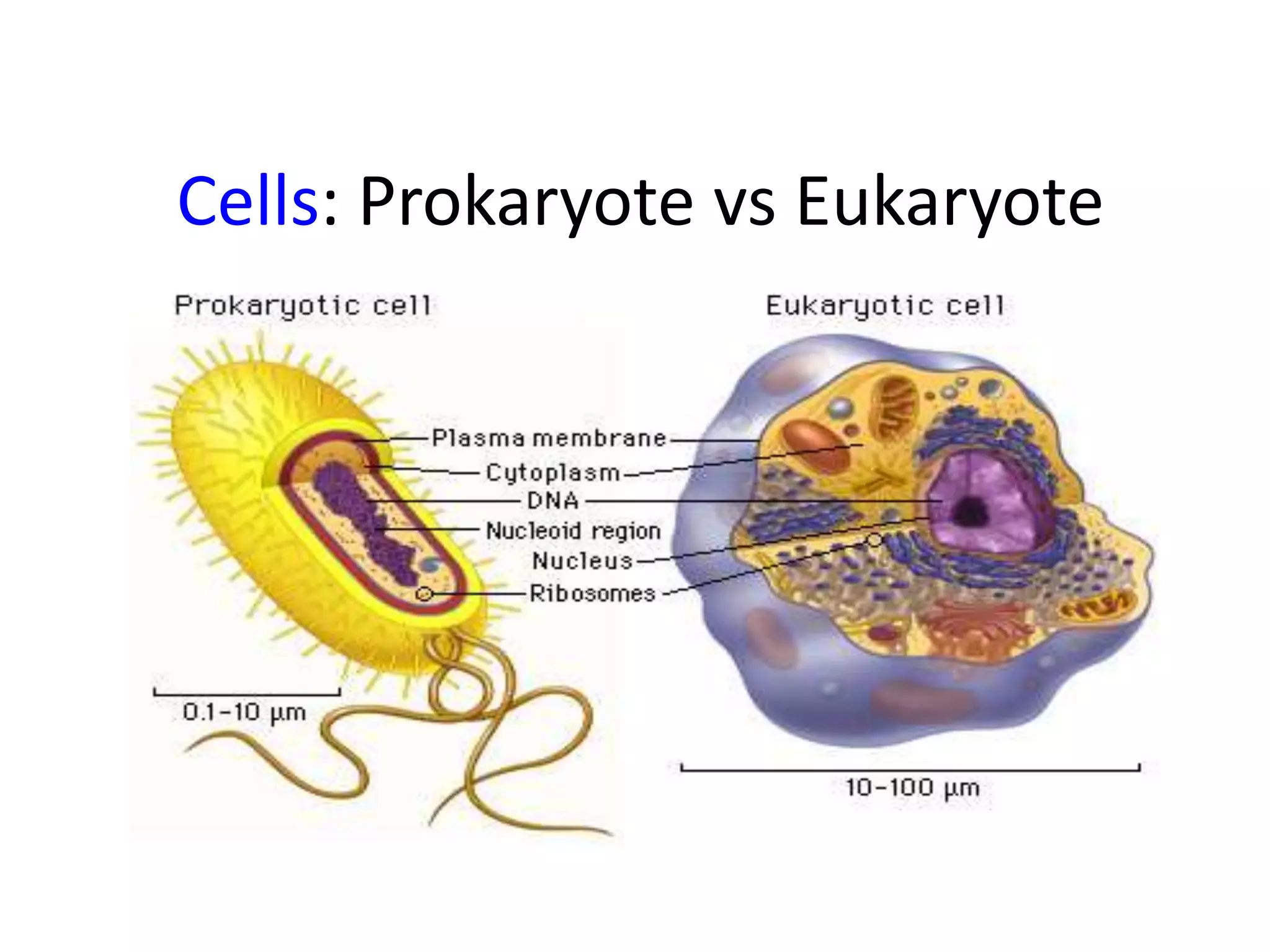 Prokaryotes & eukaryotes | PPTX