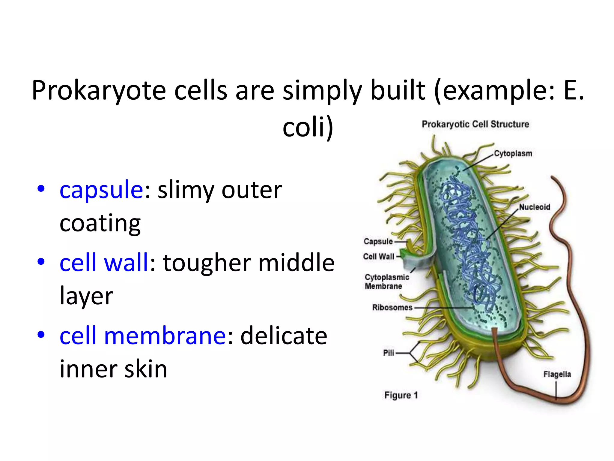 Prokaryotes & eukaryotes | PPTX