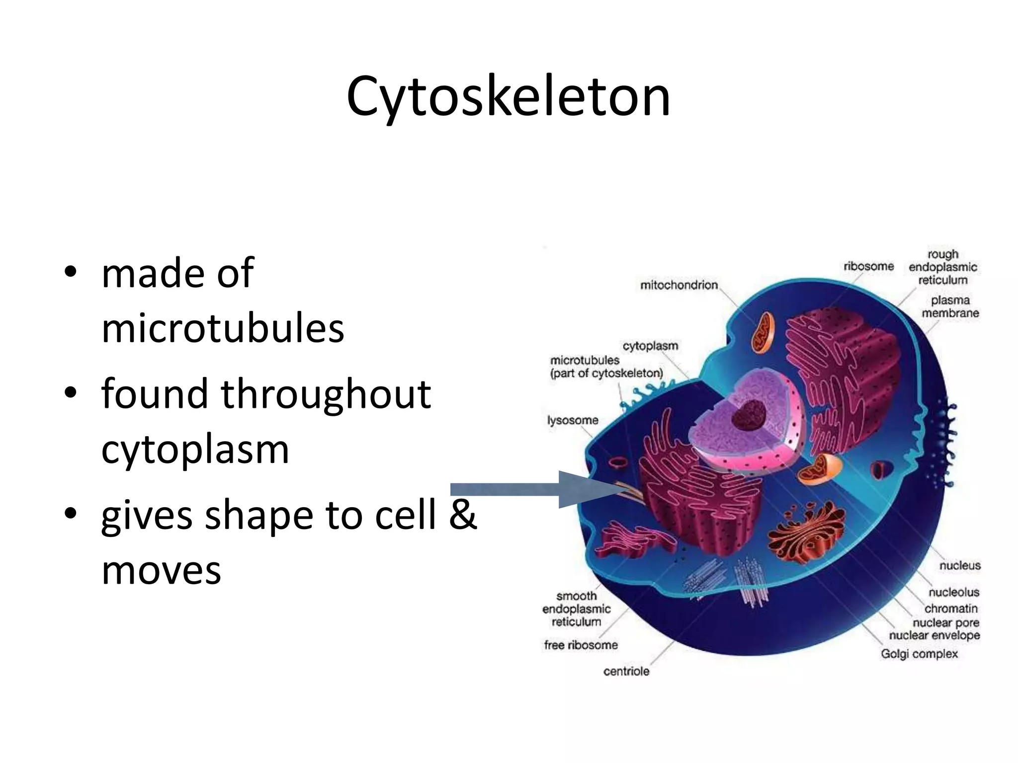 Prokaryotes & eukaryotes | PPTX