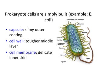 Prokaryote Example