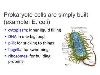Prokaryote Example