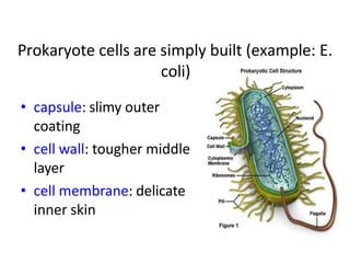 prokaryoteseukaryotes-.pptx