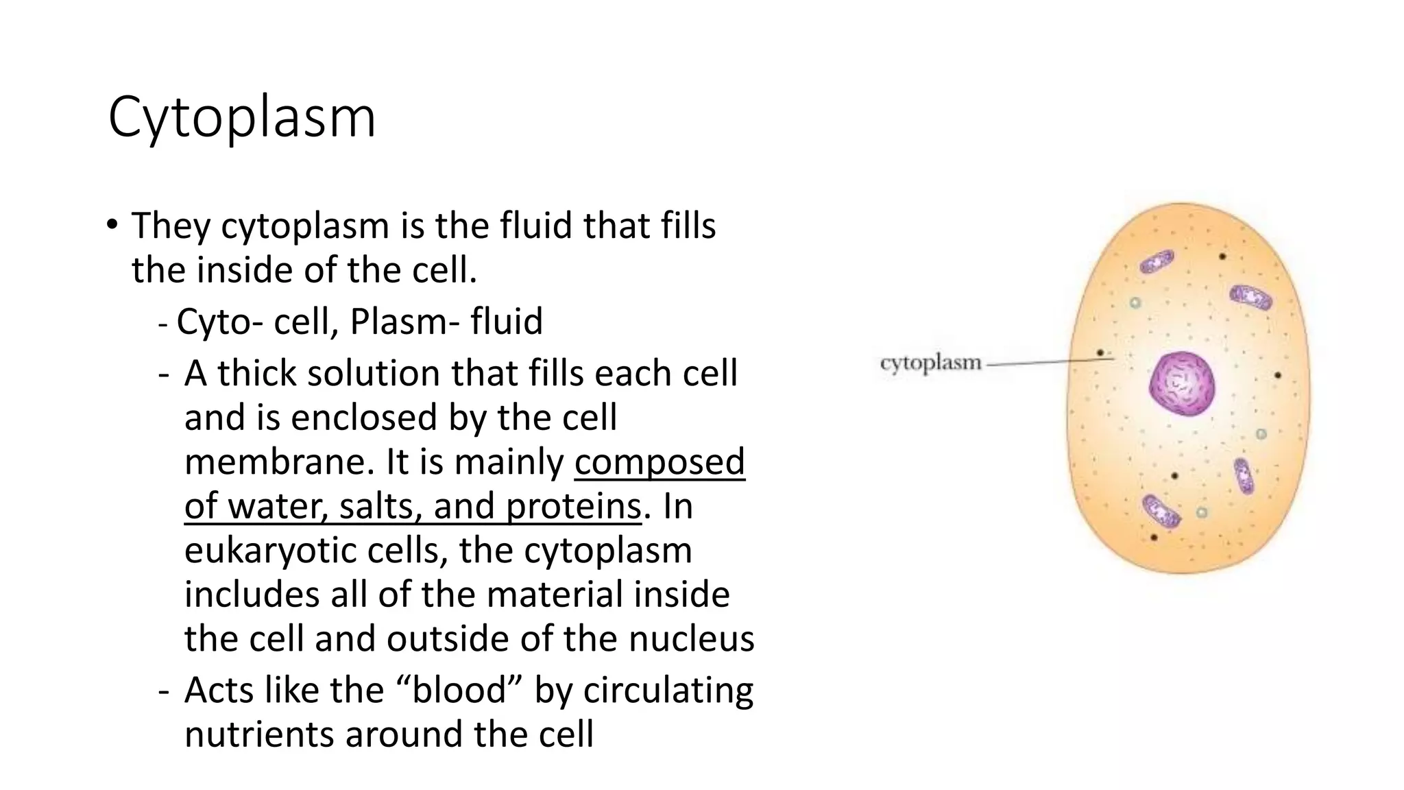Bacteria, Animal and Plant Cells | PPTX
