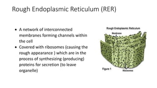Bacteria, Animal and Plant Cells | PPTX