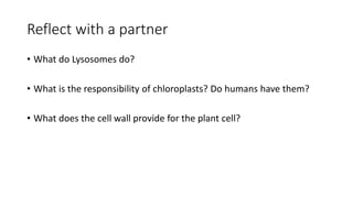 Bacteria, Animal and Plant Cells | PPTX