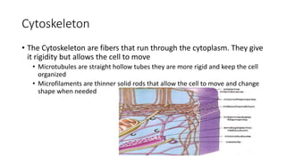 Bacteria, Animal and Plant Cells | PPTX