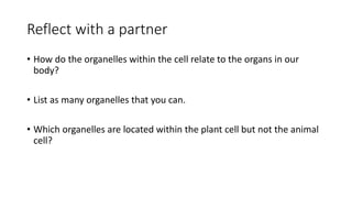 Bacteria, Animal and Plant Cells | PPTX