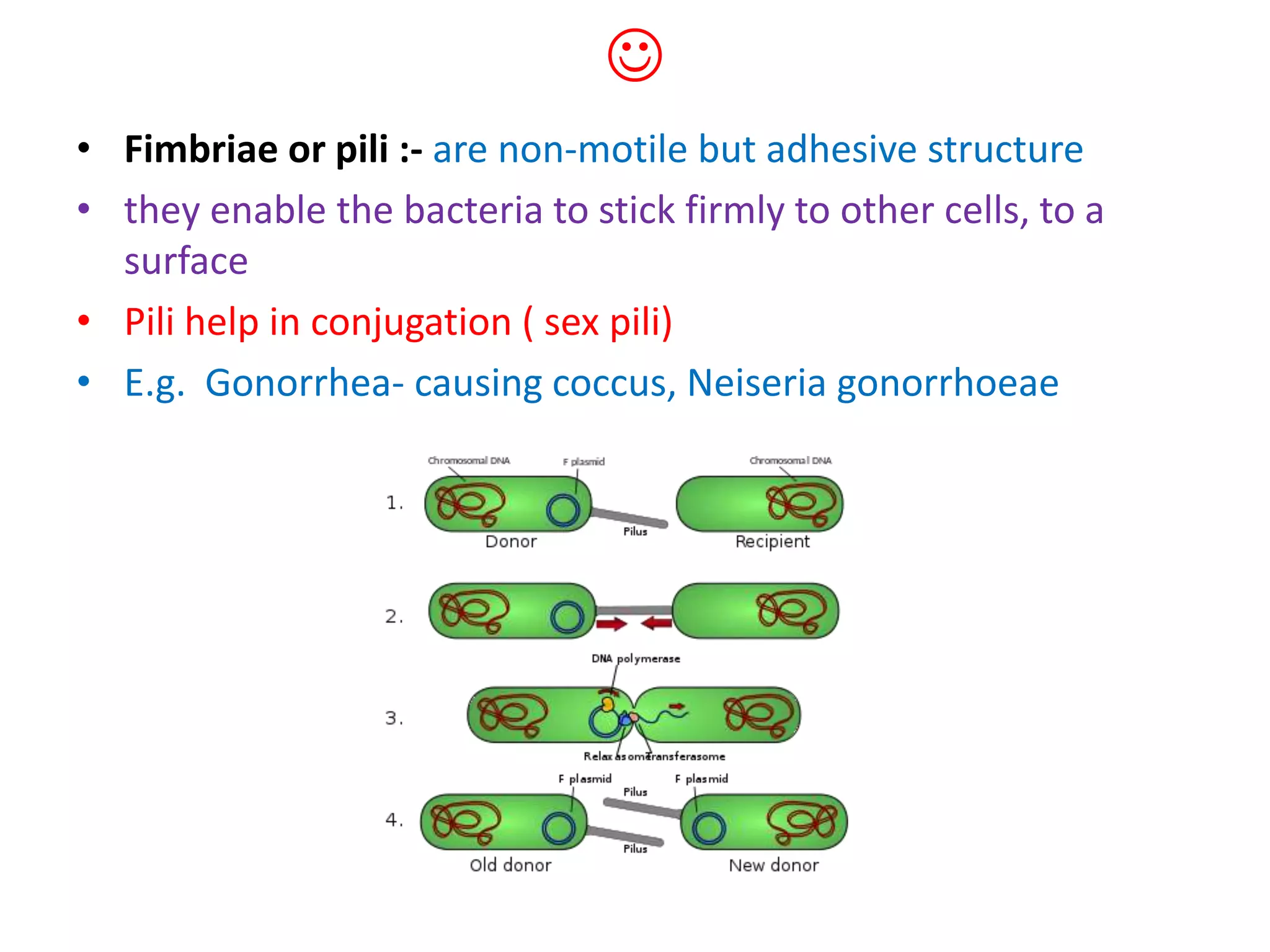 Prokaryotic cell | PPTX