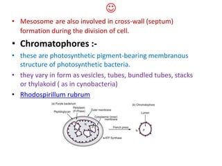 Prokaryotic cell | PPT