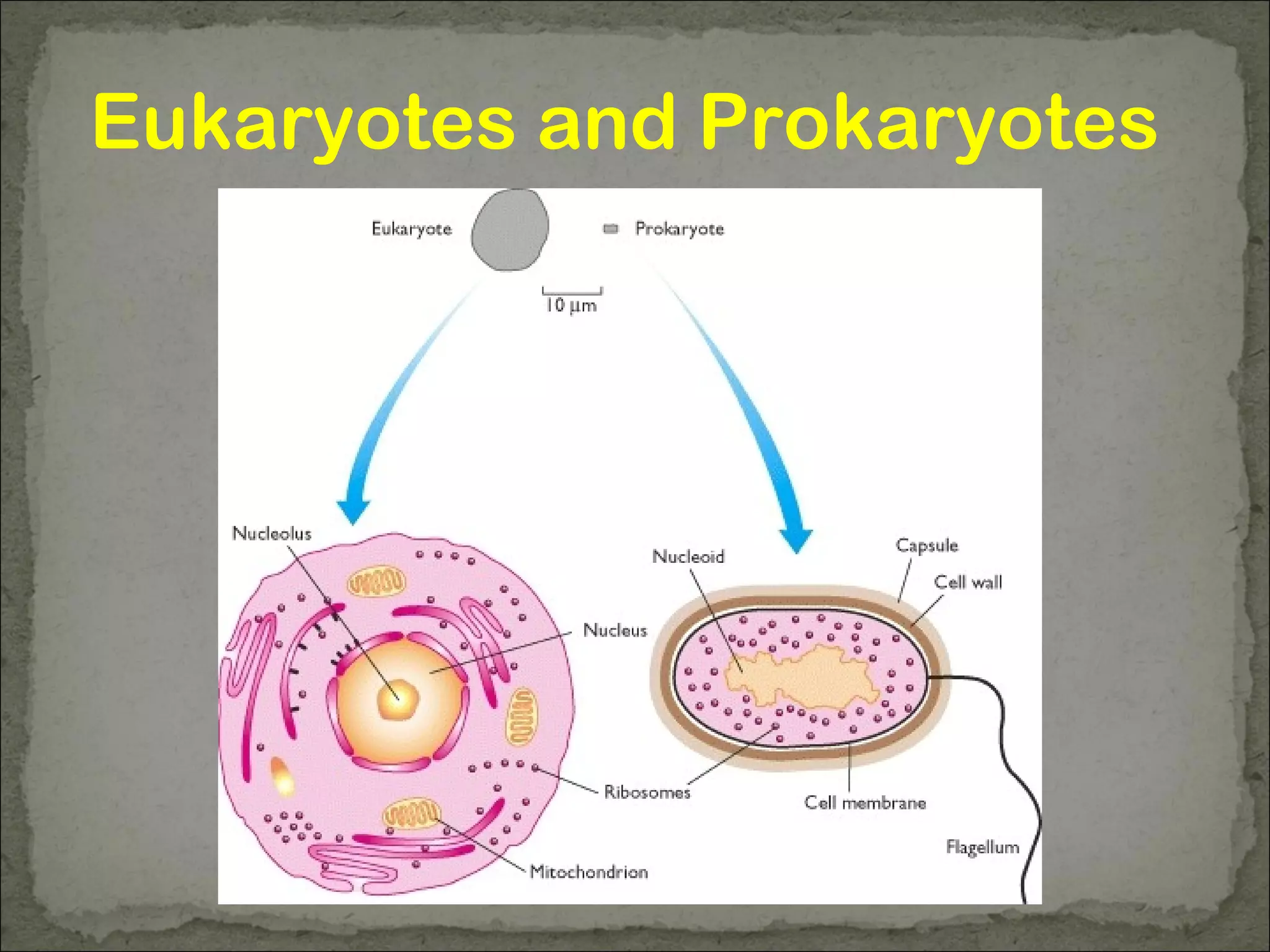 Prokaryotes and Eukaryotes | PPT