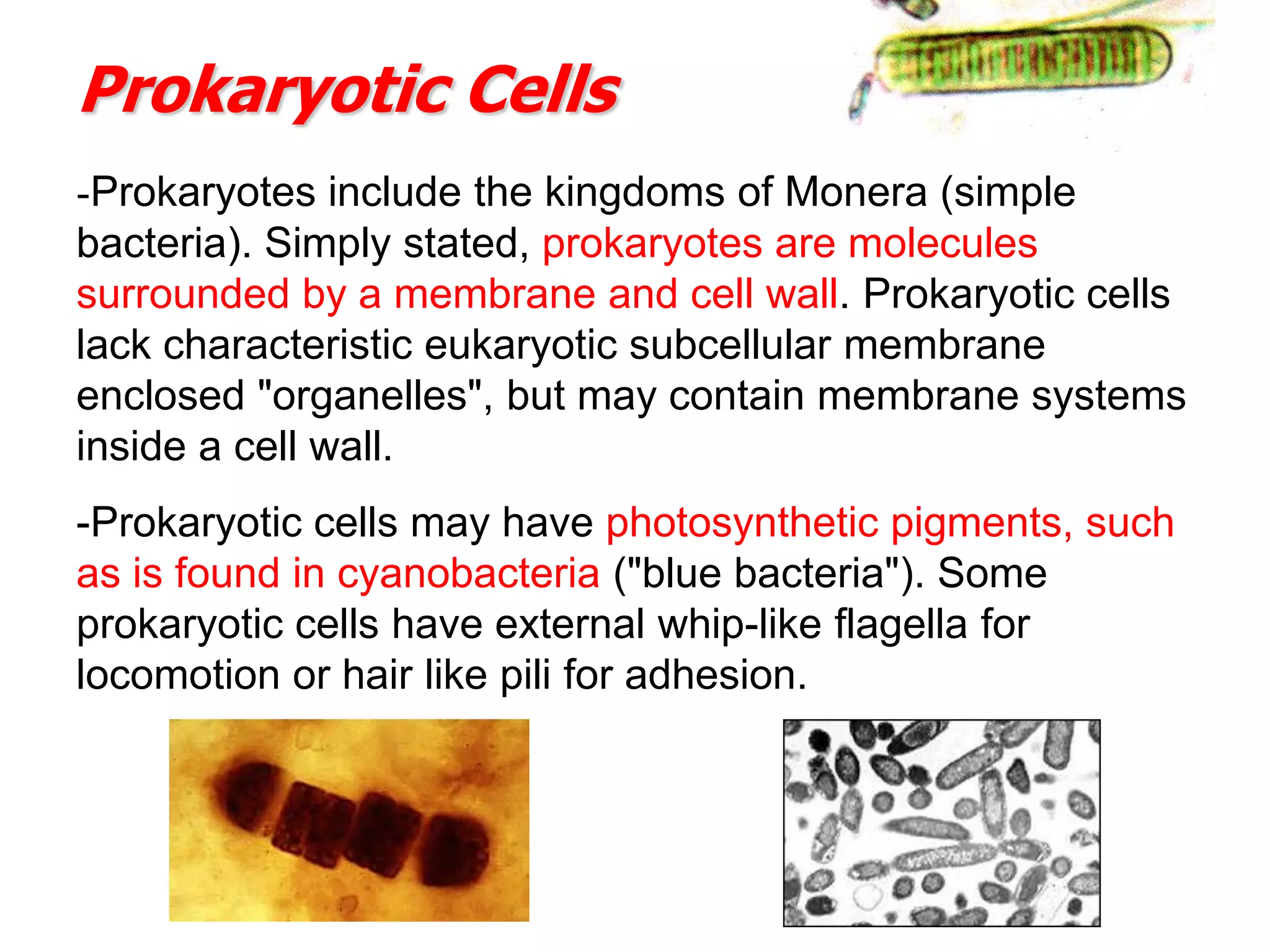Prokaryotes vs. Eukaryotes | PPT