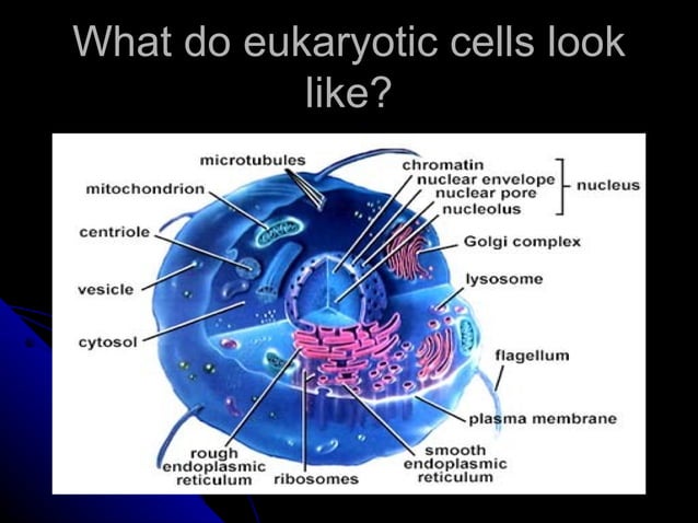 Prokaryotes Vs Eukaryotes | PPT | Biological Sciences | Science