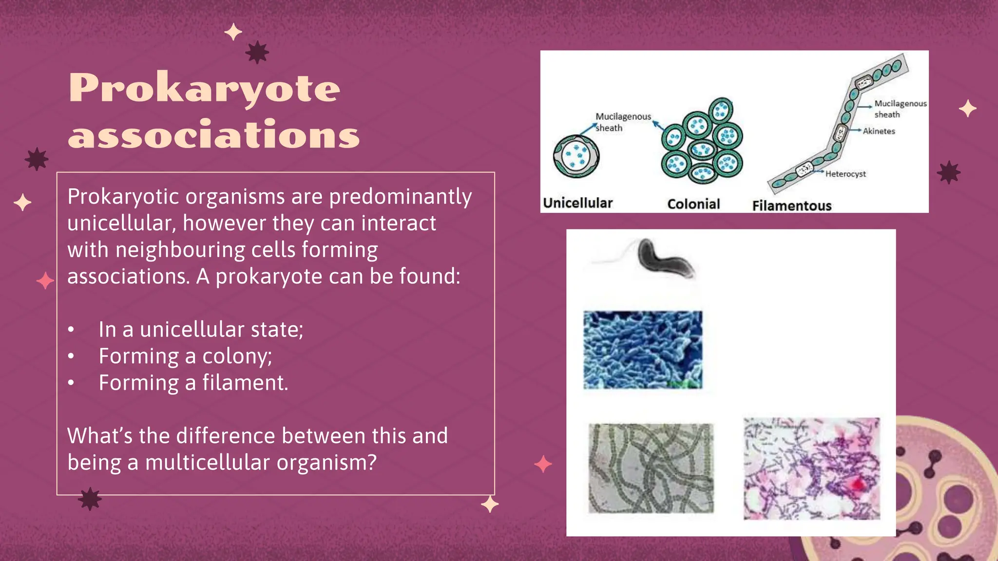 Prokaryotic vs Eukaryotic organisms: characterization and comparison.pptx