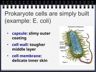 Prokaryotes v Eukaryotes PowerPoint.pptx