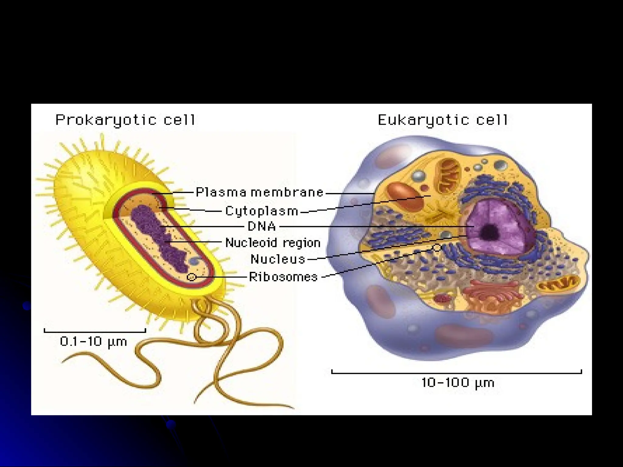 PROKARYOTIC VS. EUKARYOTIC CELL SIMILARITIES AND DIFFERENCES | PPT