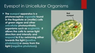 prokaryote_vs_eukaryote_and_adaptations.pptx