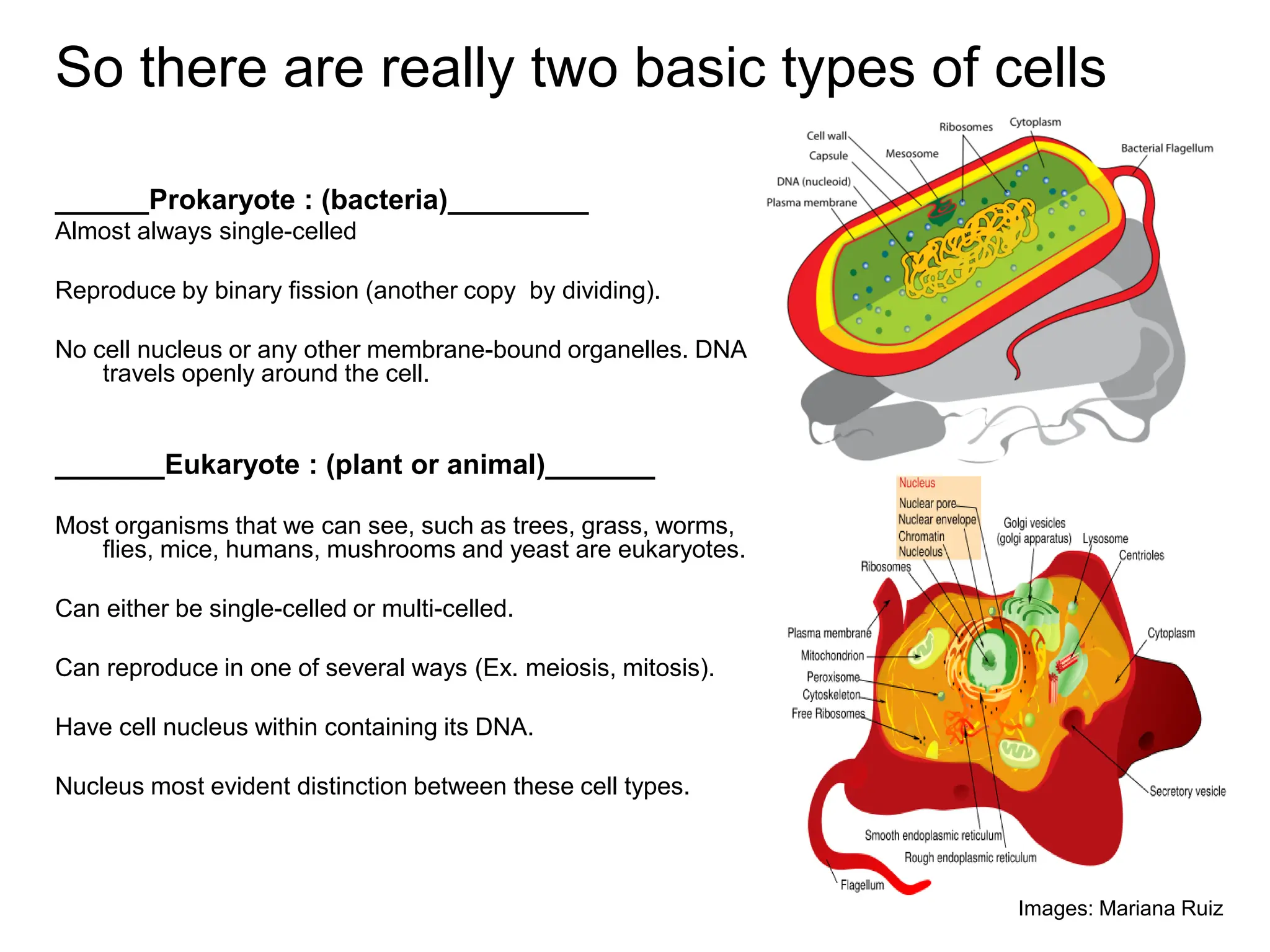 Prokaryote_vs_Eukaryote_Cells.pdf | Biological Sciences | Science
