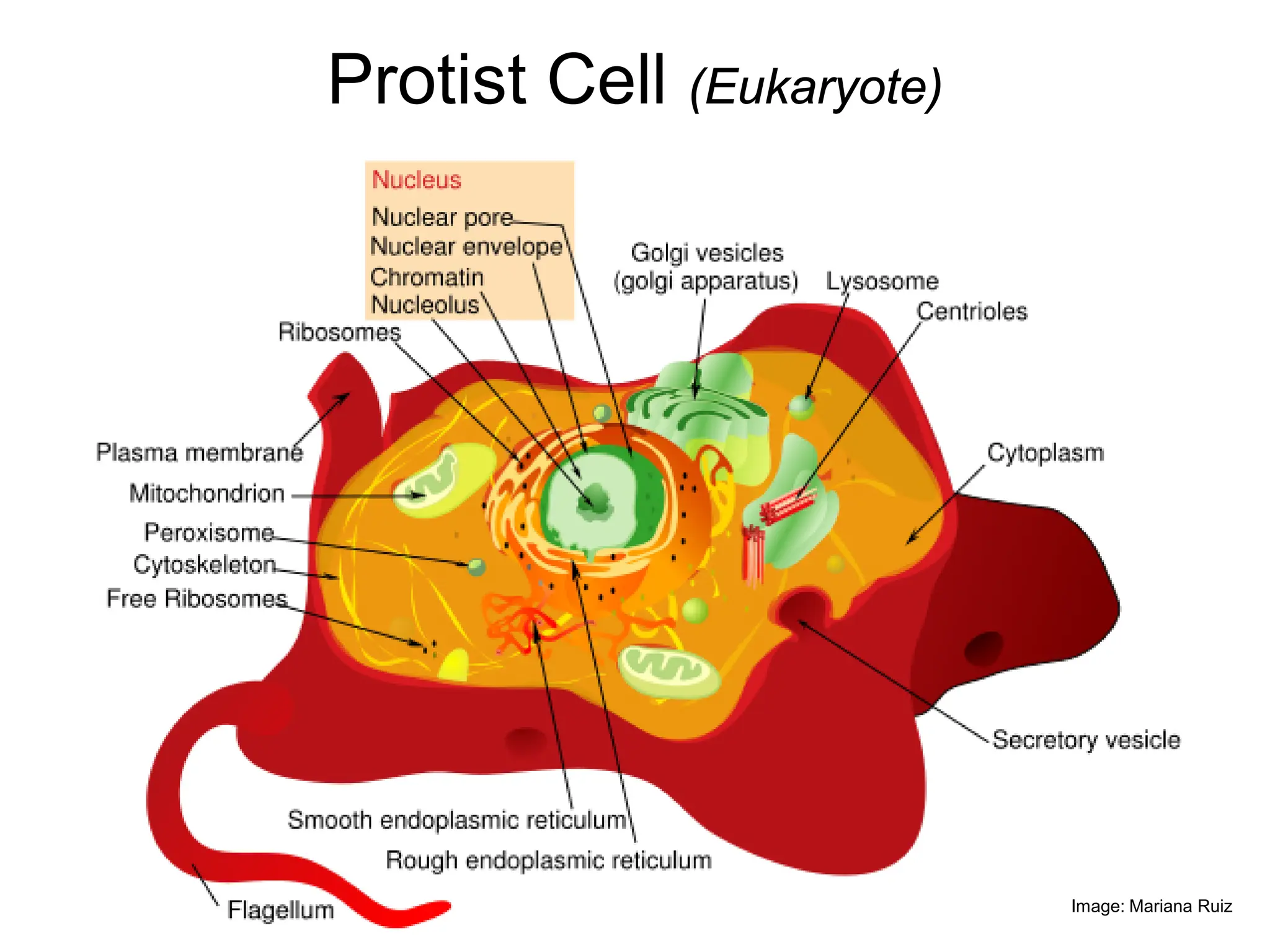 Prokaryote_vs_Eukaryote_Cells.pdf | Biological Sciences | Science