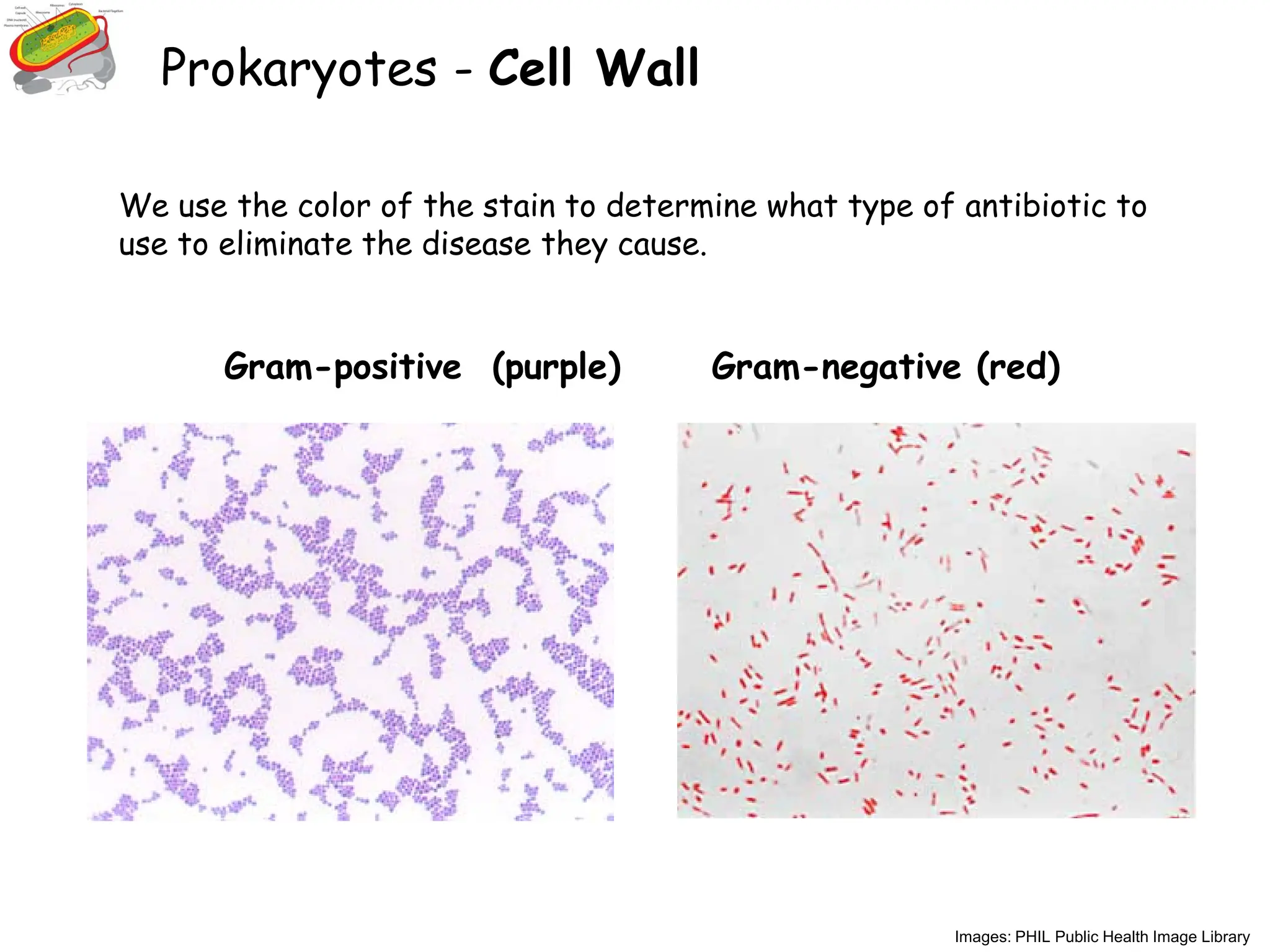 Prokaryote_vs_Eukaryote_Cells.pdf | Biological Sciences | Science
