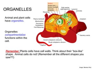 Prokaryote_vs_Eukaryote_Cells.pdf