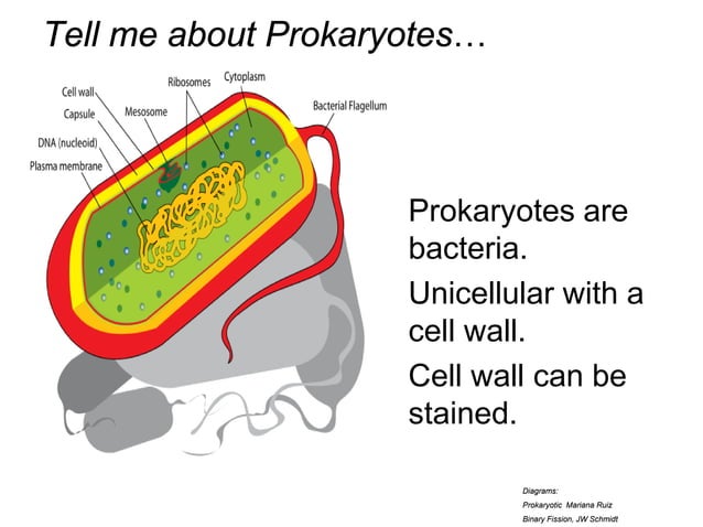 Prokaryote_vs_Eukaryote_Cells.pdf | Biological Sciences | Science