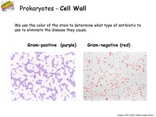 Prokaryote_vs_Eukaryote_Cells.pdf | Biological Sciences | Science
